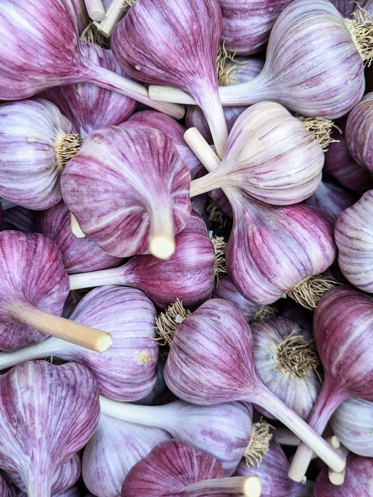 Seed Garlic – Van Low Family Farm
